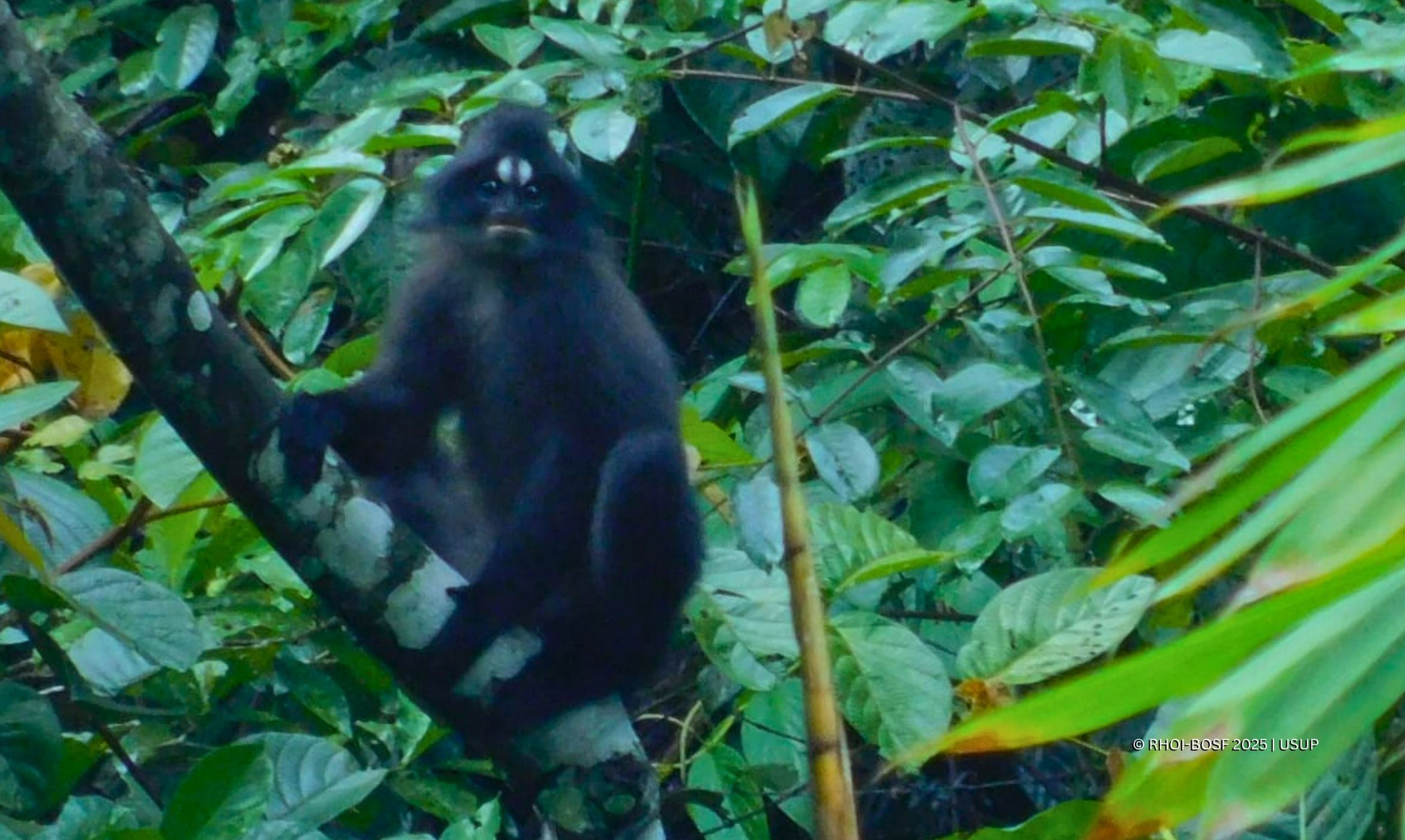 WHITE-FRONTED LANGURS (PRESBYTIS FRONTATA)