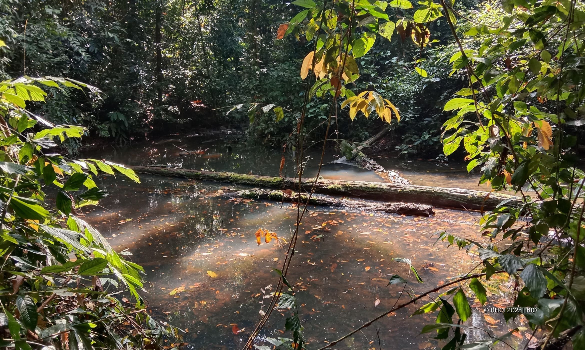 "EMBUNG" PLAYS A DUAL ROLE AT KEHJE SEWEN FOREST