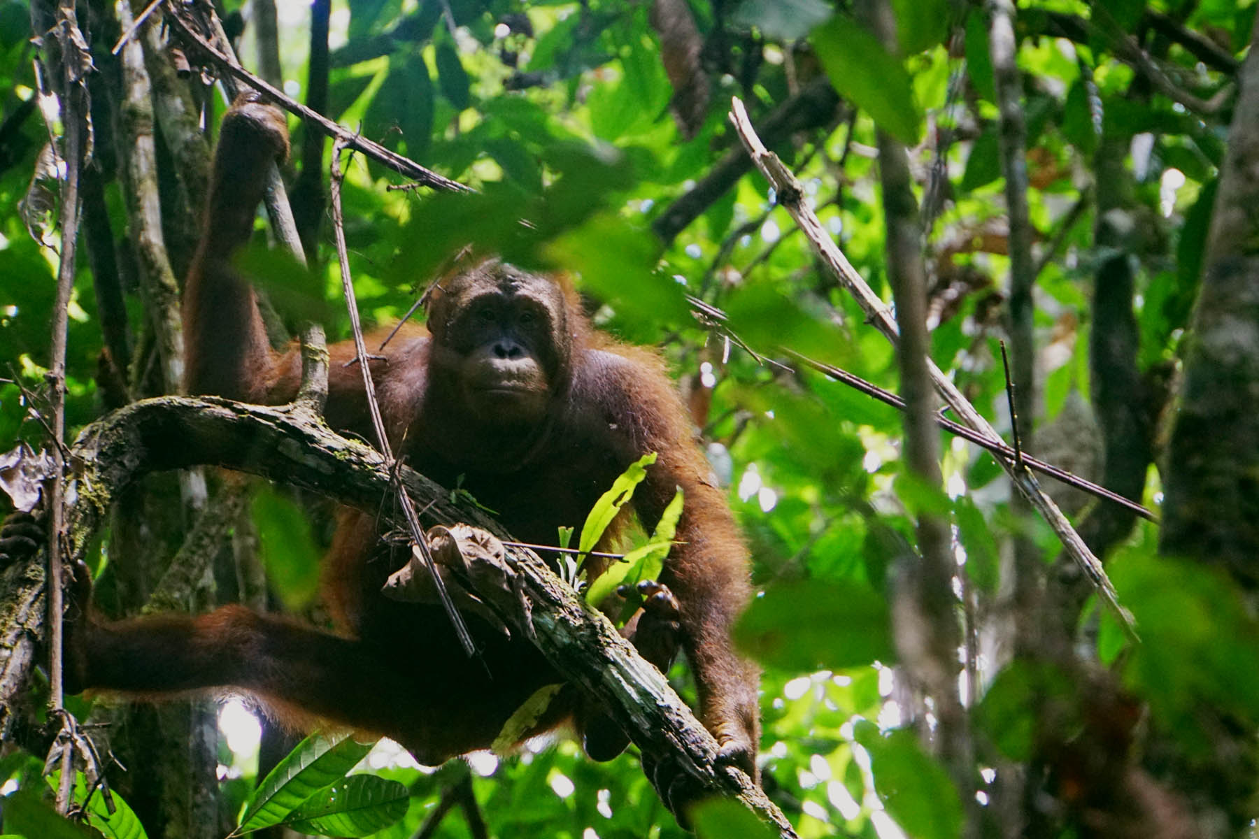 Orangutans Habitat Orangutans Habitat