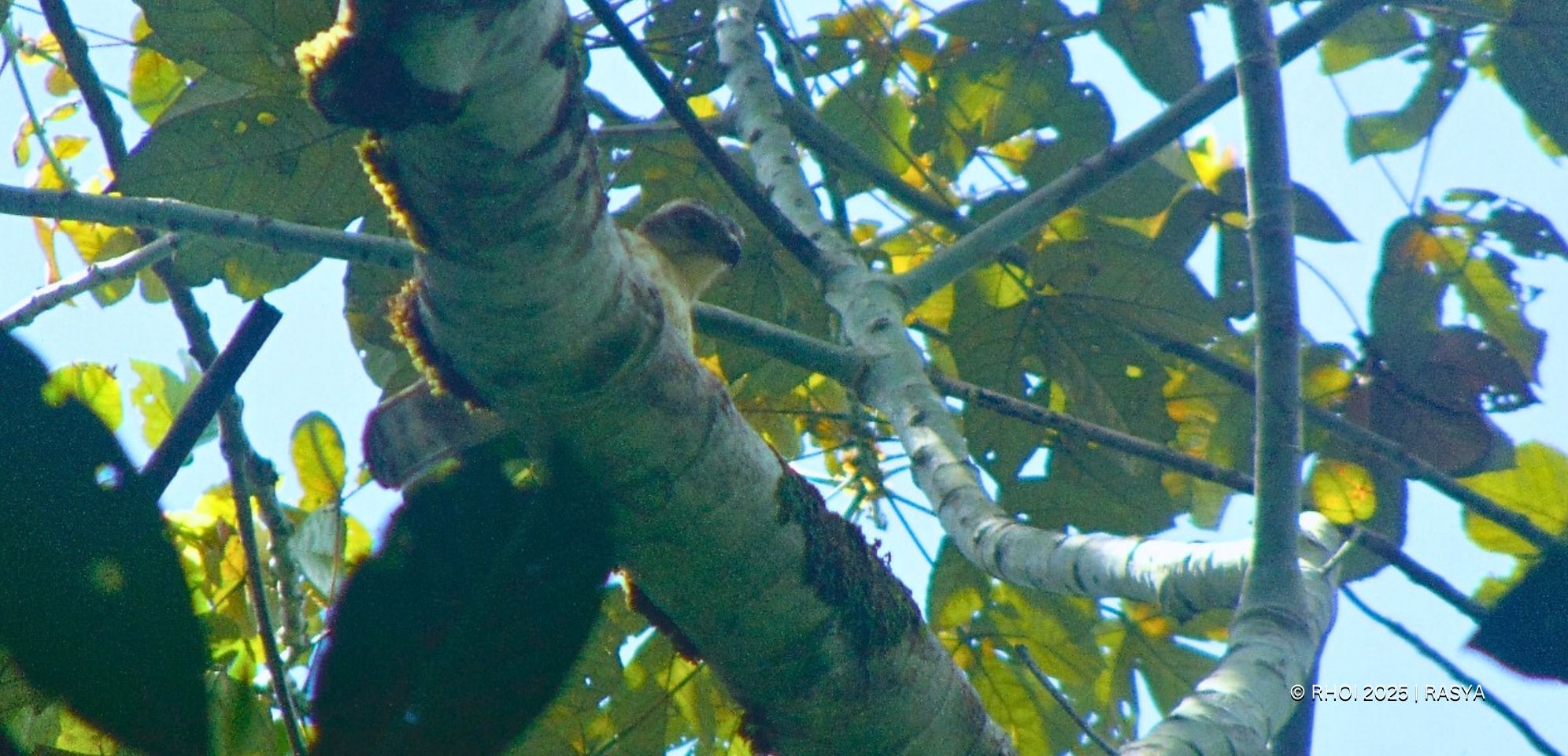 BESRA SPARROWHAWK (ACCIPITER VIRGATUS)
