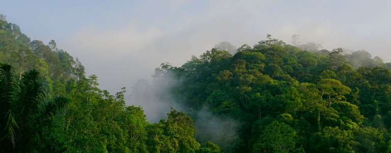 About Orangutan Habitat